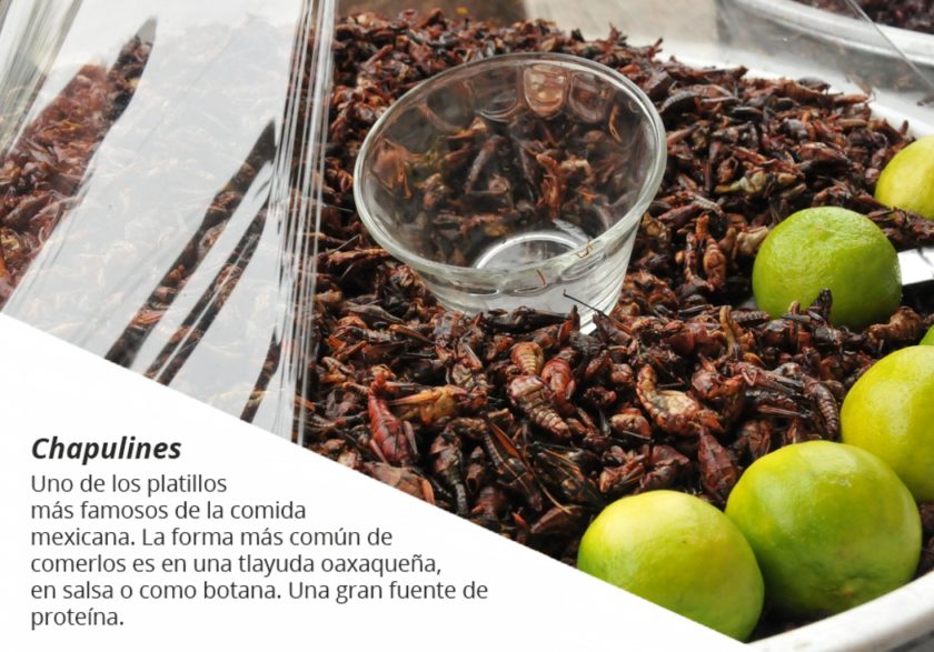Chapulines - Viajes Info To Go