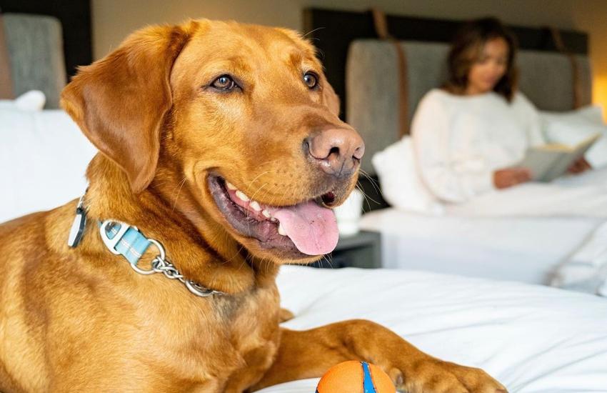 Aventuras dog friendly en Colorado - Viajes Info To Go